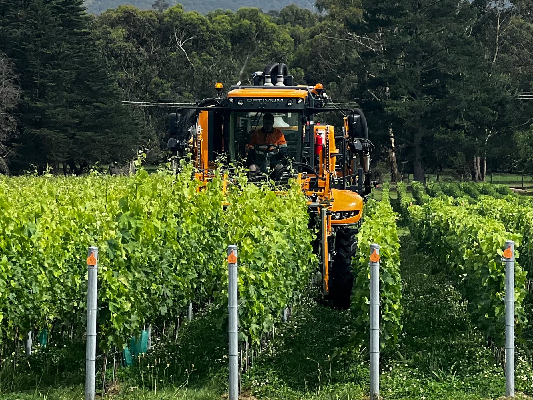 The Centare Project | Centare Vineyard